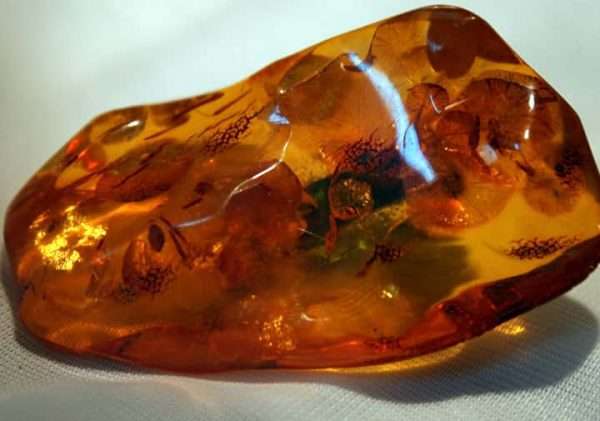 History of Amber Formation » The History and Process of Amber Formation